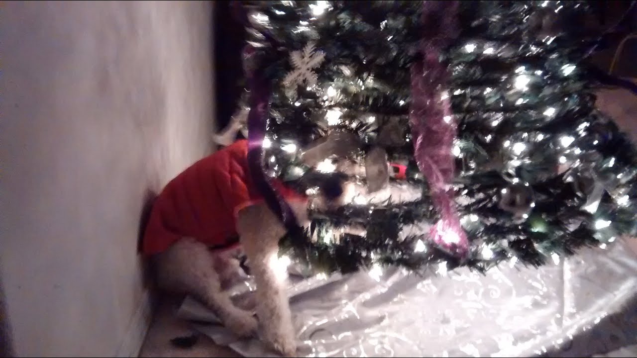 Dog gets stuck in Christmas Tree - YouTube