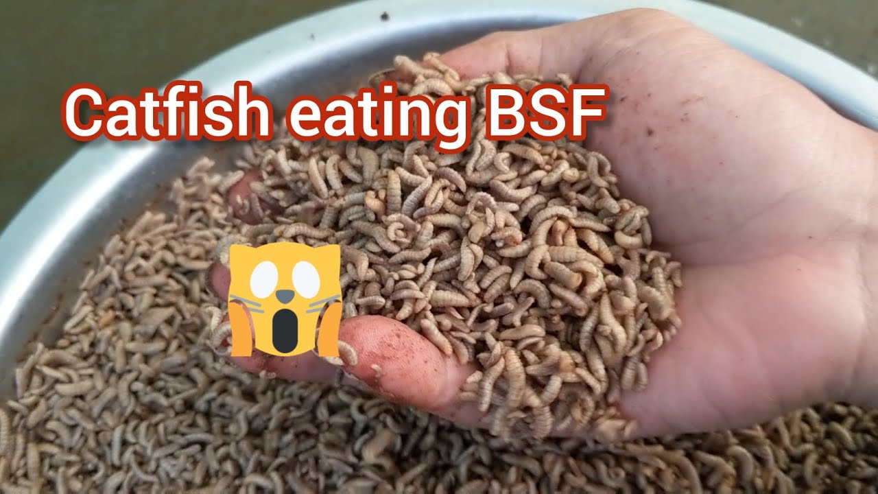 Catfish eating Black Soldier fly larvae 🐛🐛 - YouTube