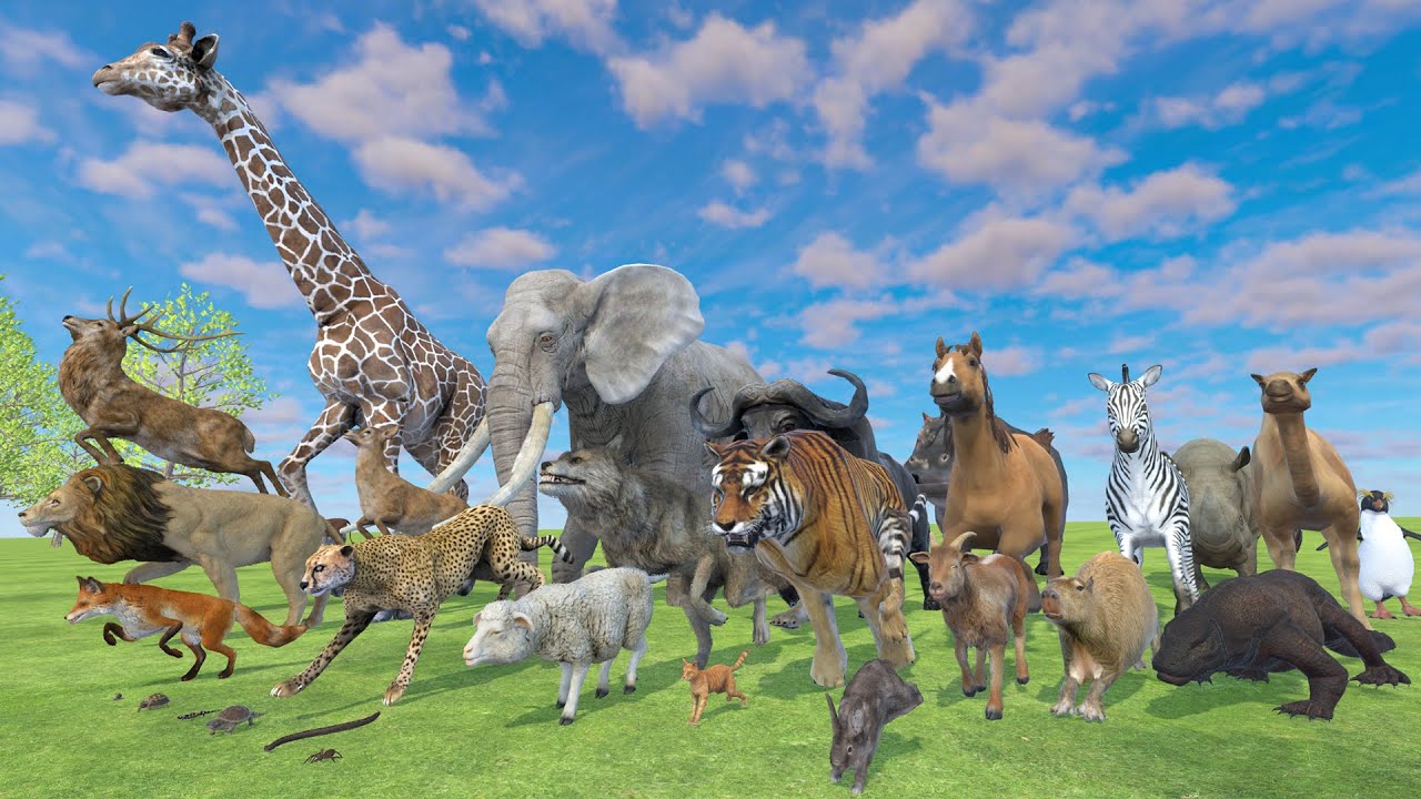 Animal Speed Comparison - 3D Animation Comparison - YouTube