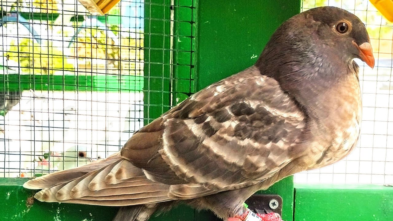 El Moro Pigeon Show. "My white bar Spanish Pouter Youngster". - YouTube