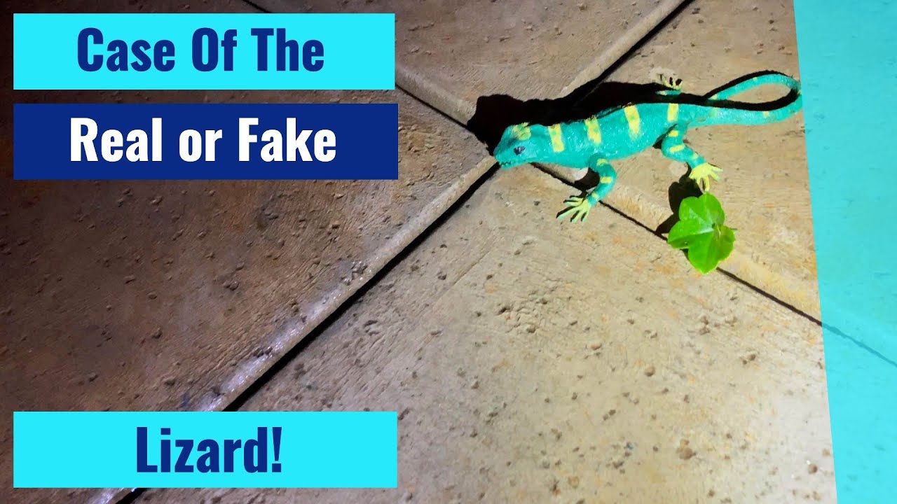 The Case Of The Real Or Fake Lizard On Our Driveway - YouTube