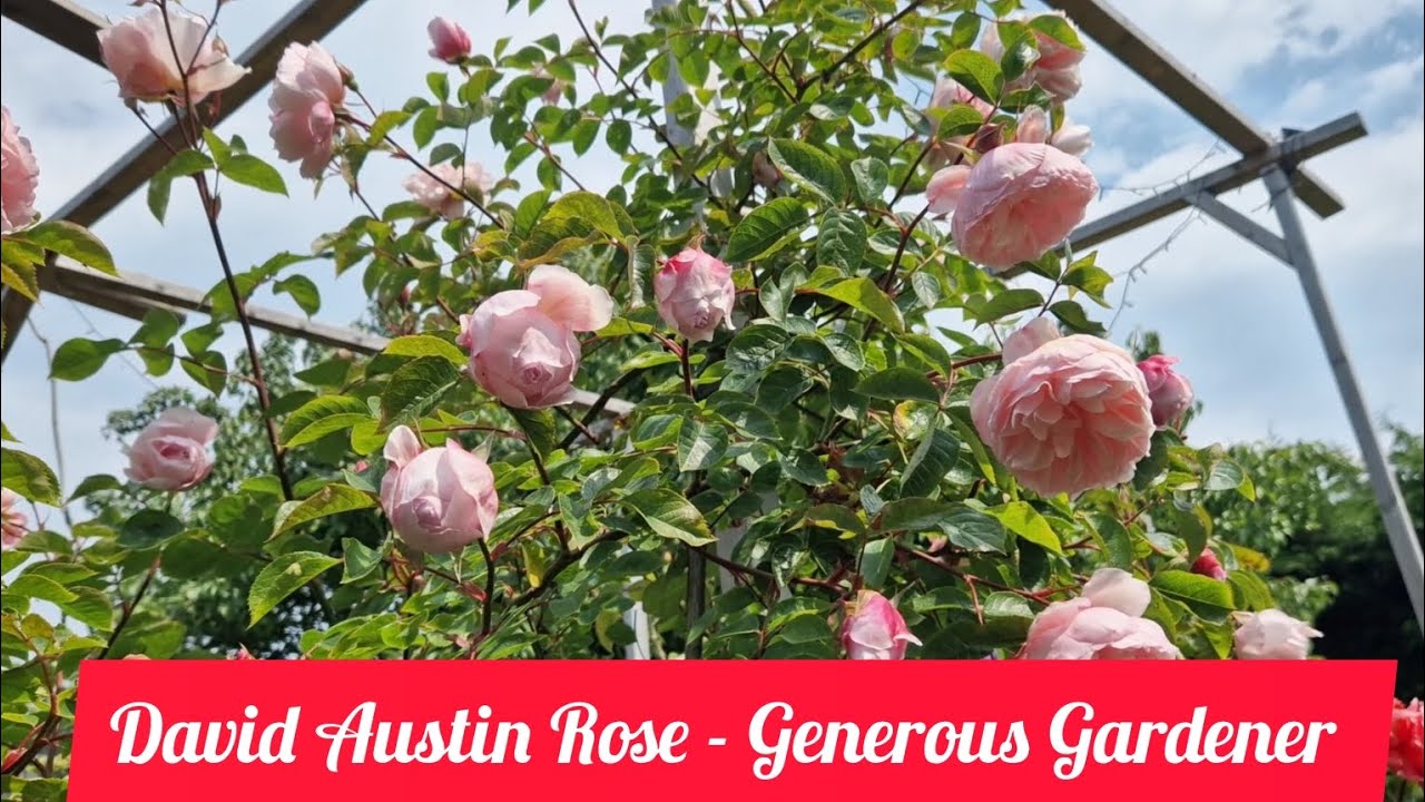 David Austin Rose - Generous Gardener - OUR FAVOURITE PINK CLIMBER ...
