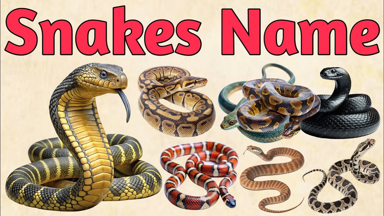 20 Snakes Name for Kids | Snake Vocabulary Words | Snakes Name in Hindi ...