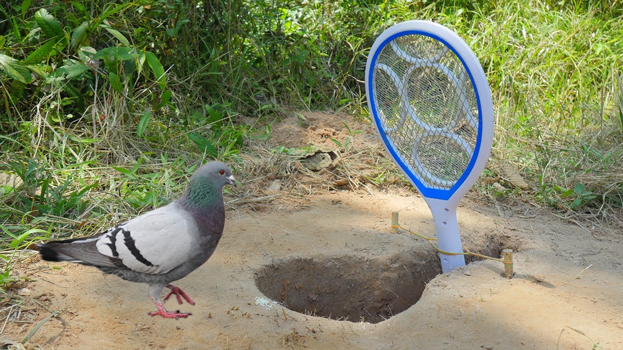 Build Unique Underground Bird Trap - Creative Fantastic Bird Trap - YouTube