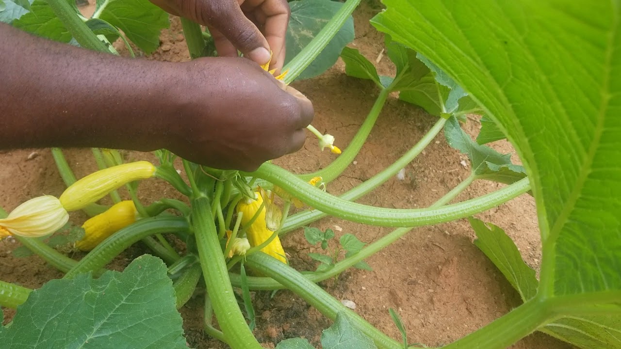 Hand Pollinating and Staking Up Our Yellow Squash to Increase Harvest ...