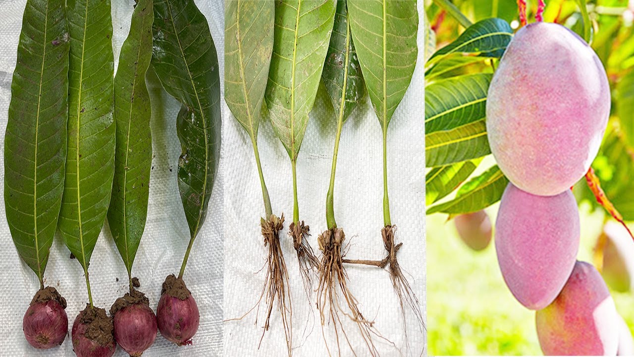 How to grow mango trees from mango leaves / great technique from mango ...