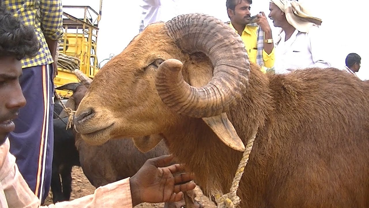 Kenguri ram sheep costs 19 thousands - YouTube