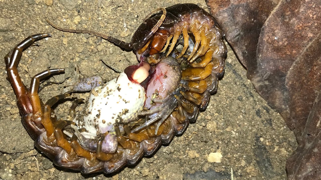 Este ciempiés GIGANTE come RANAS y AVES! - YouTube