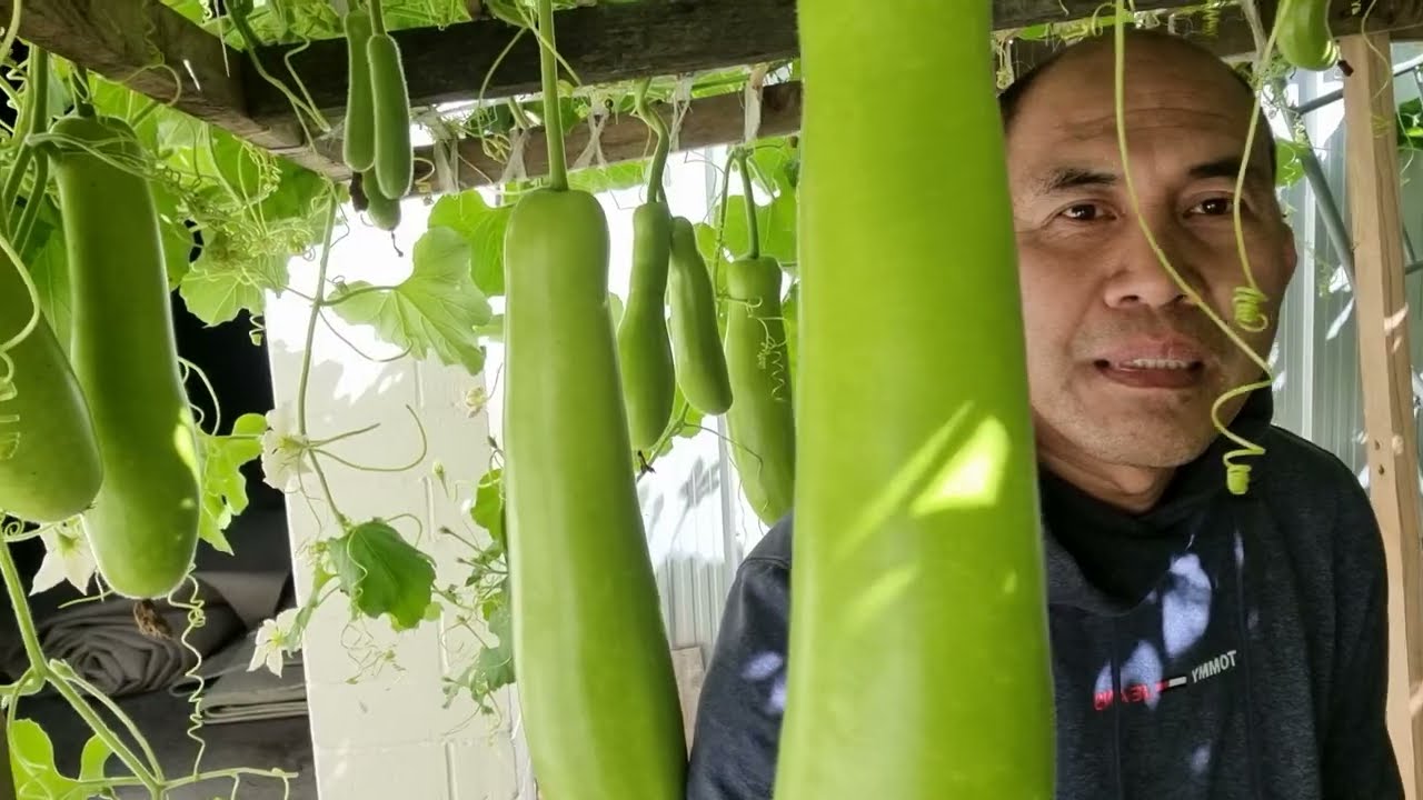 50+ Bunga ng Upo sa isang Puno Lang . PAANO?( Harvest 50 fruit of ...