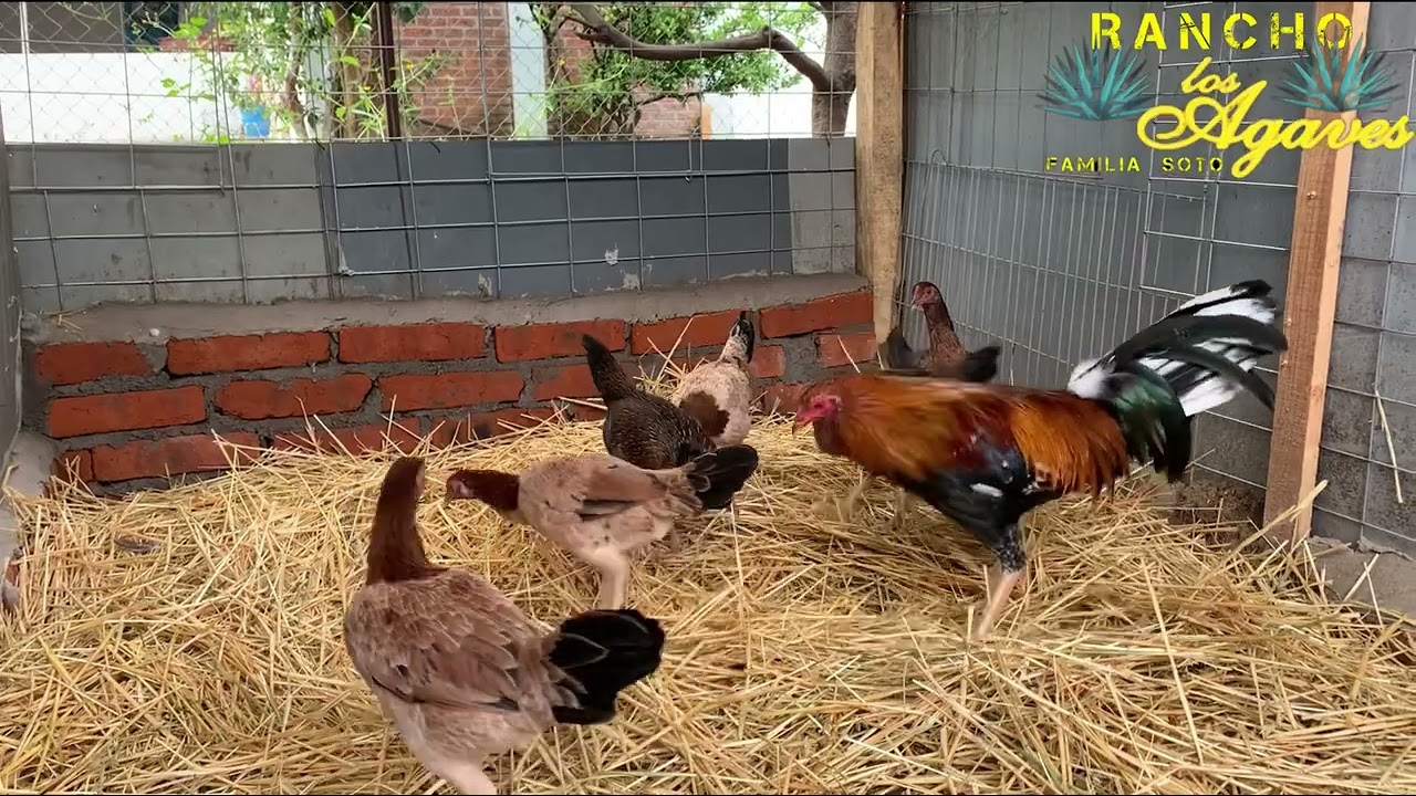 LOTE GALLO YELLOW LEG HATCH con GALLINAS ASEEL/YELLOW LEG HATCH…. - YouTube