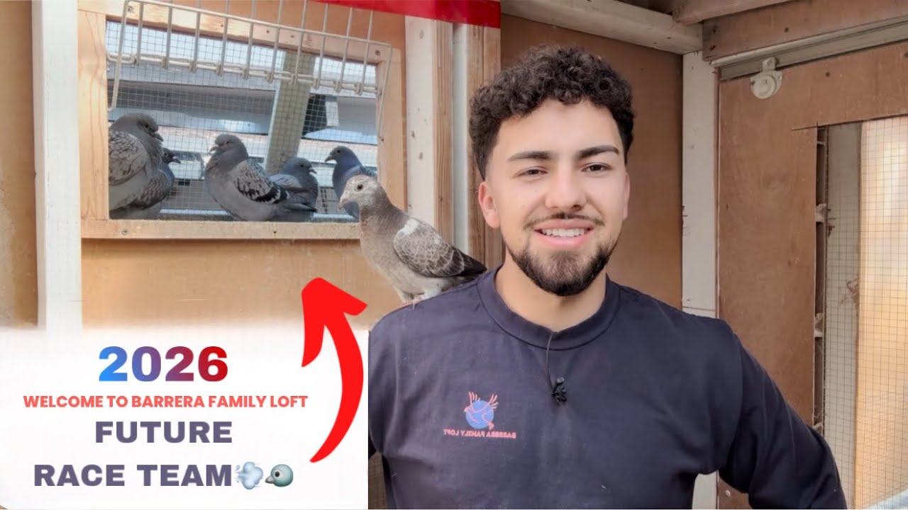 My 2026 Racing Pigeon Team - YouTube