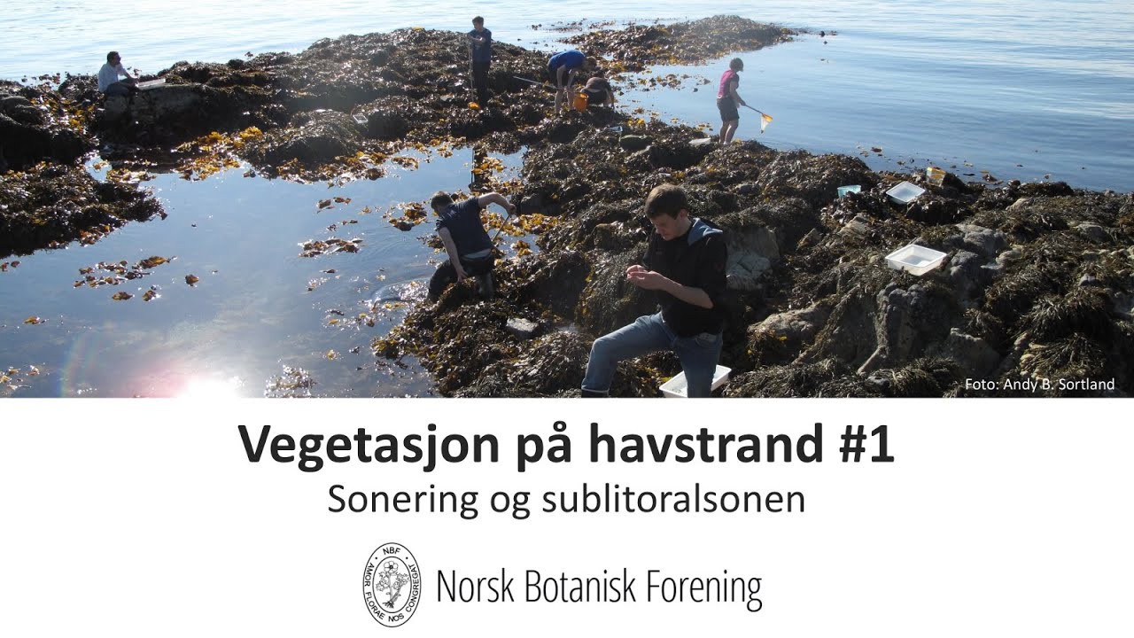 Vegetasjon på havstrand #1 - Sonering og sublitoralsonen - YouTube