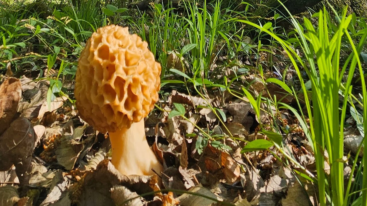 Ancora Morchelle 2023, consigli su dove trovarle. - YouTube