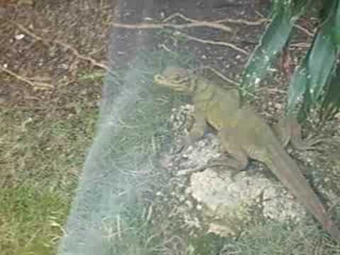 Moving Lizard - YouTube