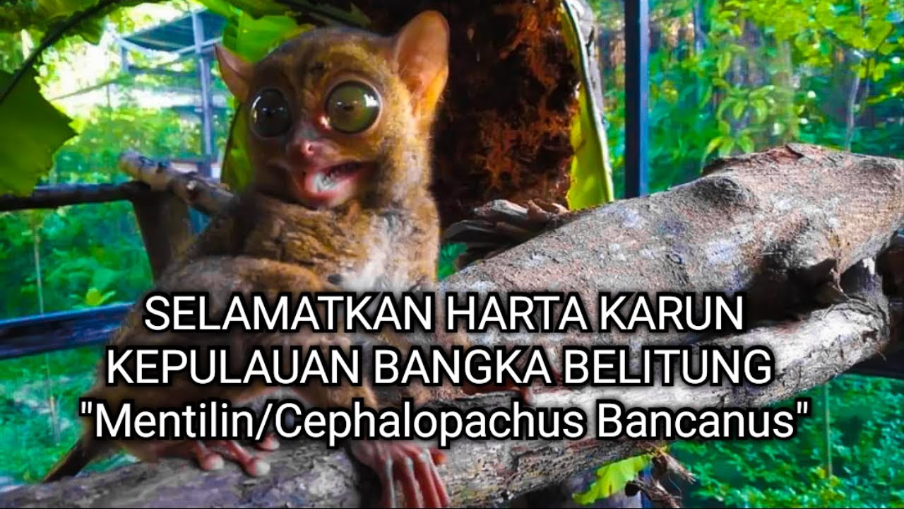 Penyelamatan Mentilin/Cephalopachus Bancanus/Tarsius Harta Karun ...