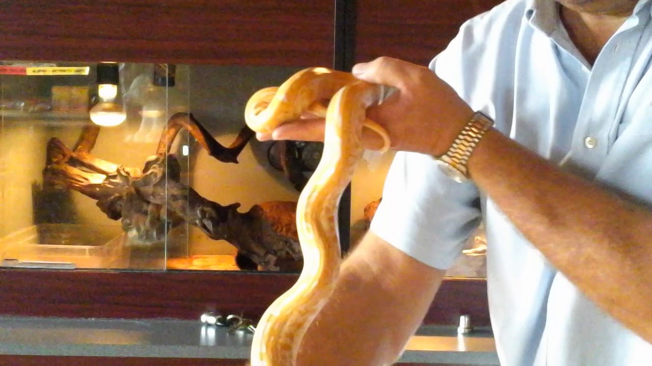 Python Molure b. Albino et albino labirynth - YouTube