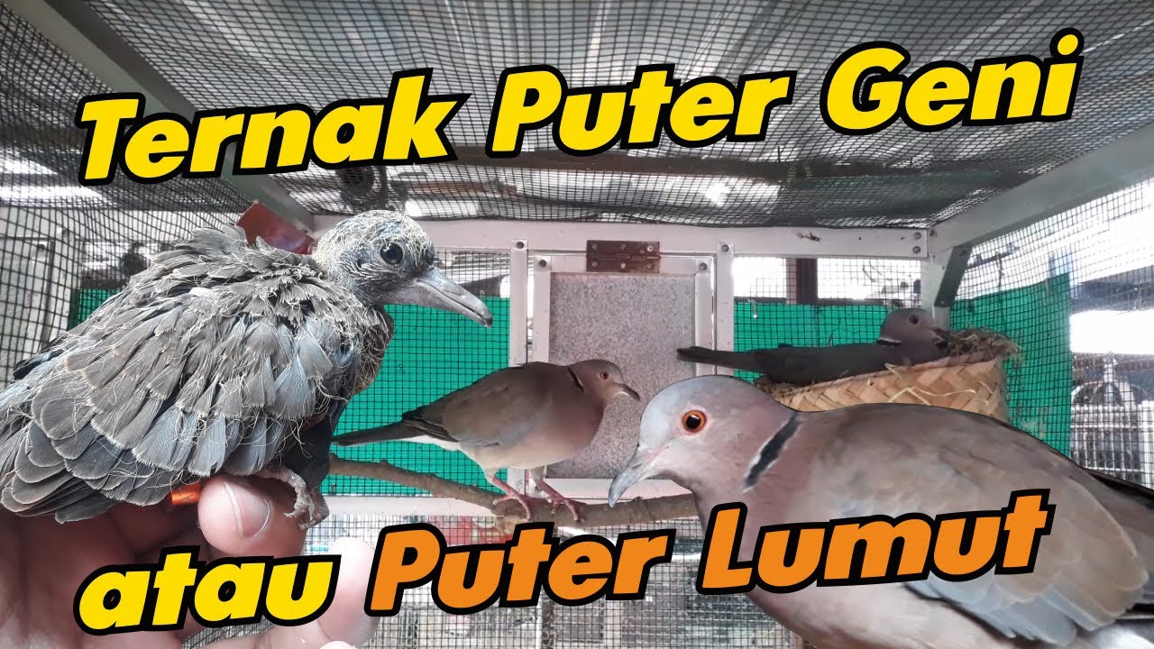 Ternak Puter Geni atau Puter Lumut Agar Bisa Produk Lancar - YouTube