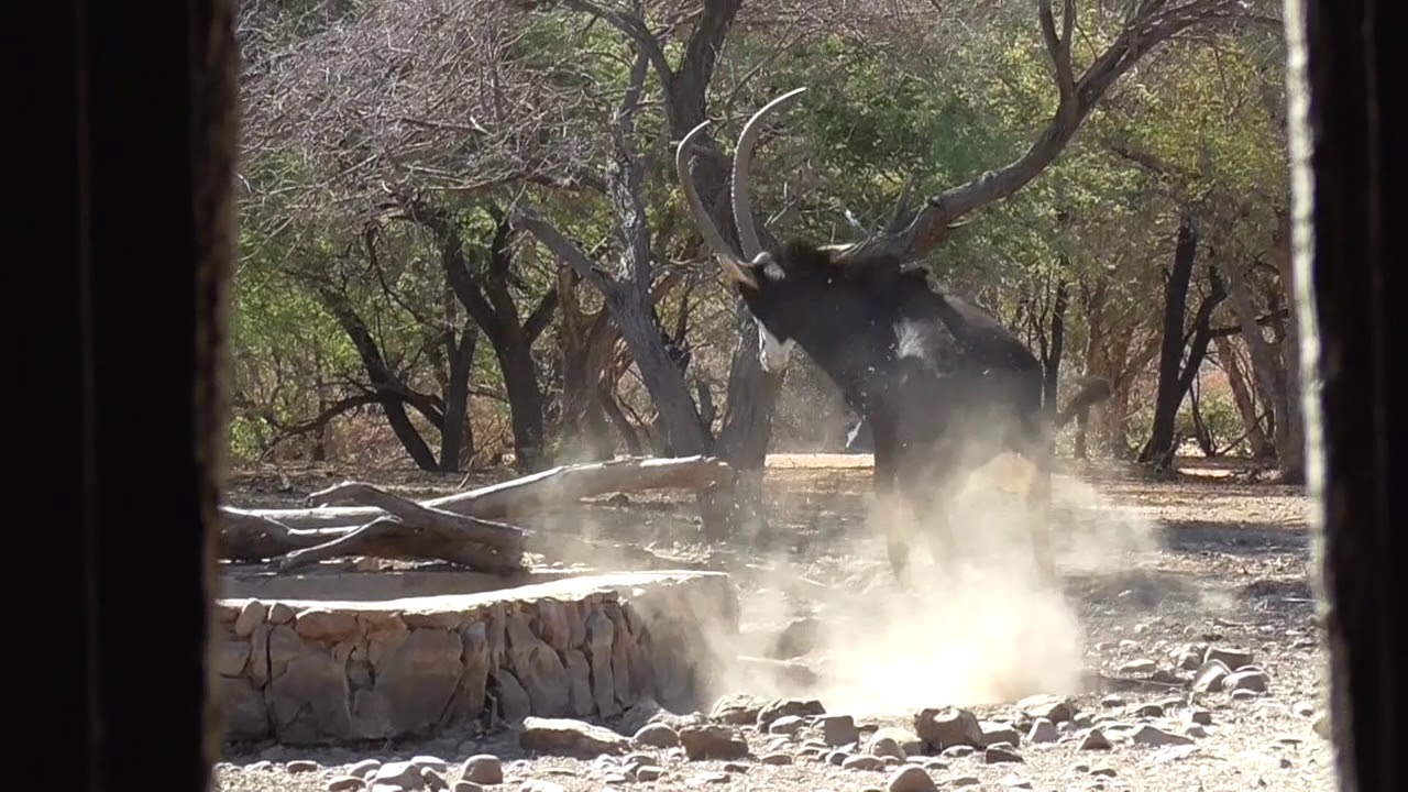 Limpopo Archery Sable Bull, July 2019 - YouTube