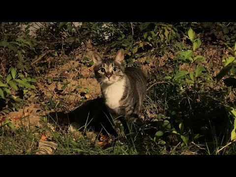Stray cat 3 in Sinchon Gyeongui Line Book Street (korean short hair)