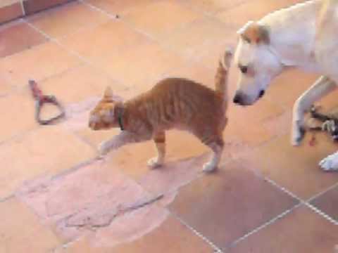 Keo, cachorrón de gato con ataxia que se ha ganado mi corazón - YouTube