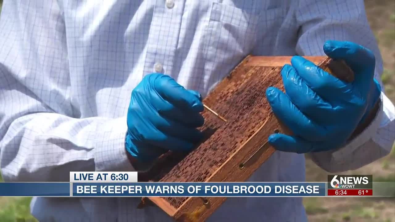 Beekeeper warns of Foulbrood disease in Omaha - YouTube