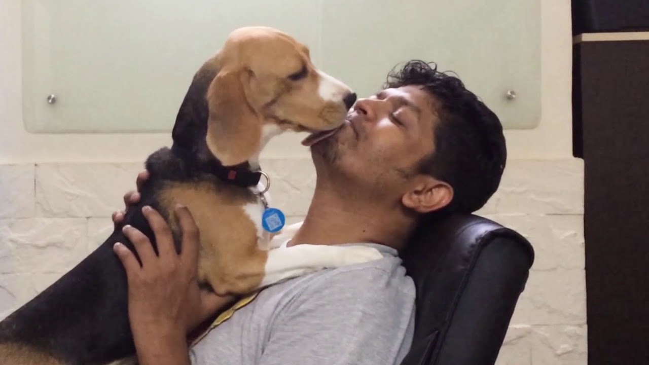 WHY DO DOGS LICK US YouTube why-do-dogs-lick-us-youtube