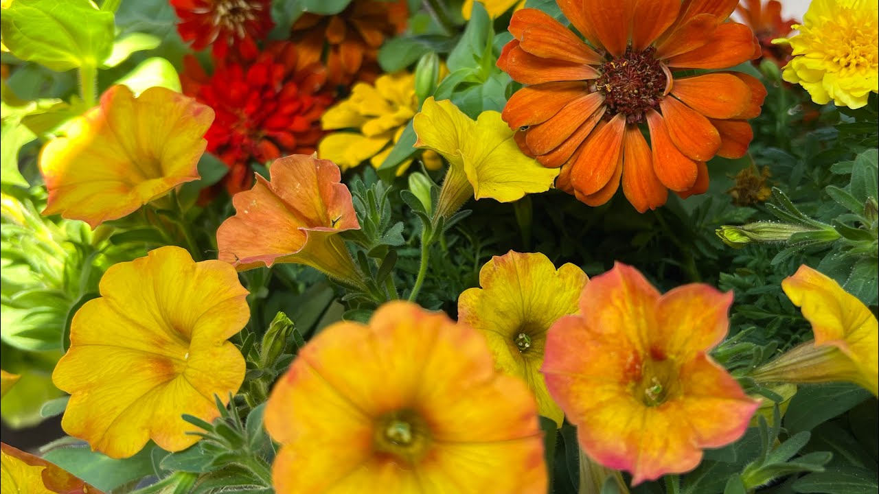 Fall flower inspiration for hanging baskets! - YouTube