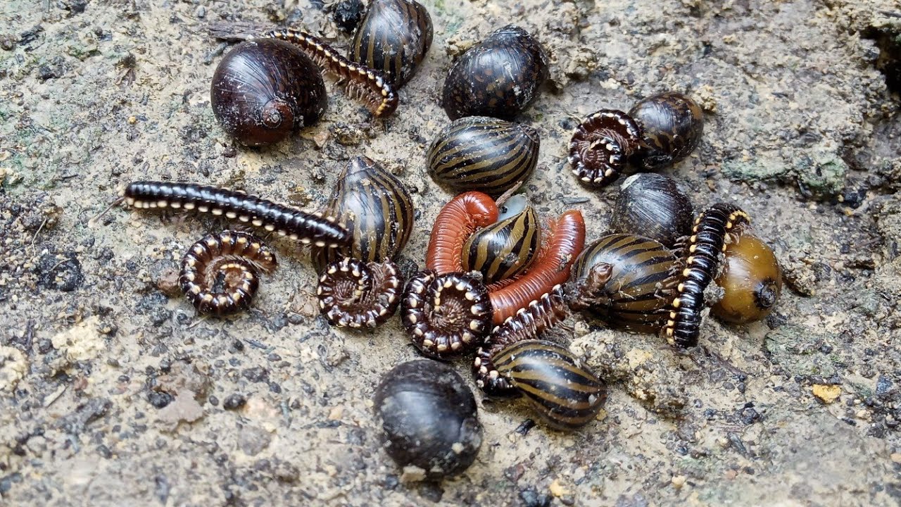 mencari luwing kaki seribu hitam,siput turbo,siput batik digang sempit ...