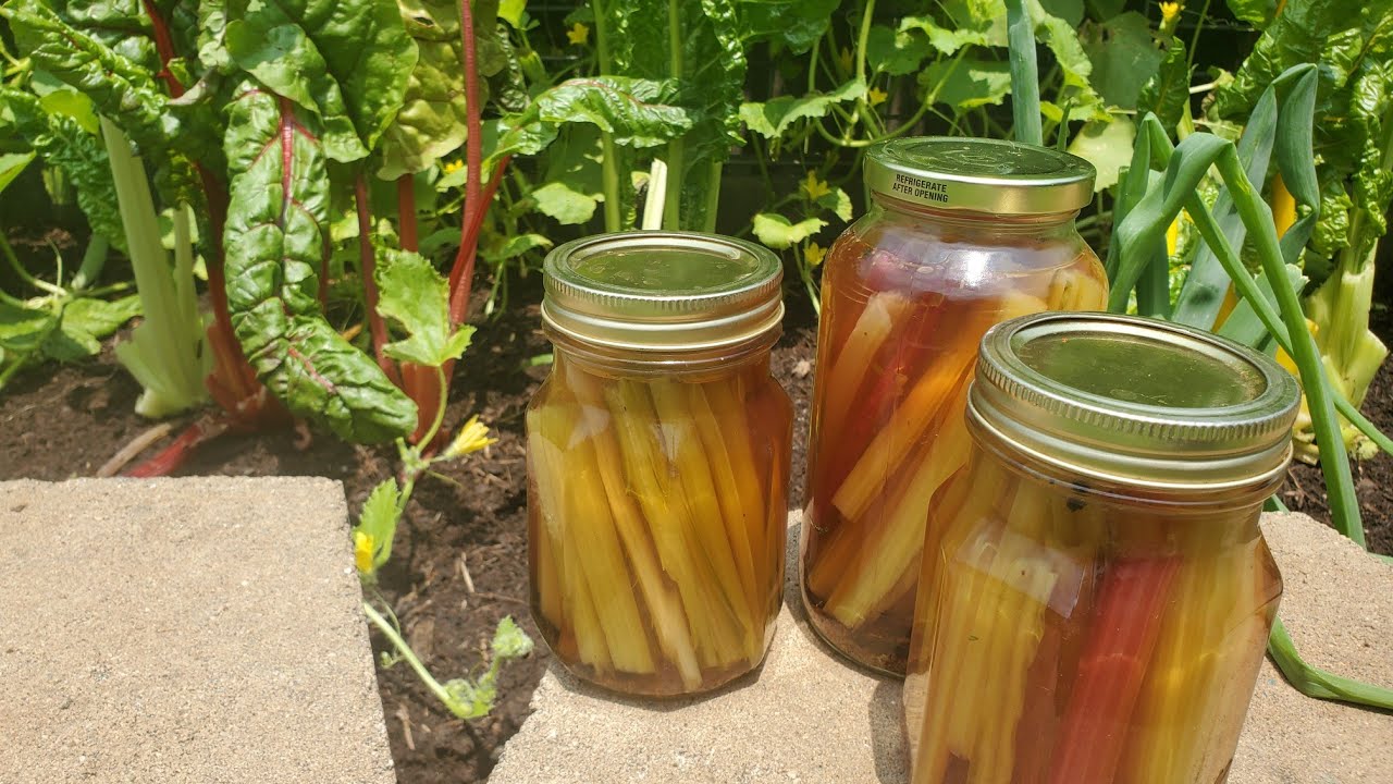 Experiment making Pickled Swiss Chard stems - YouTube