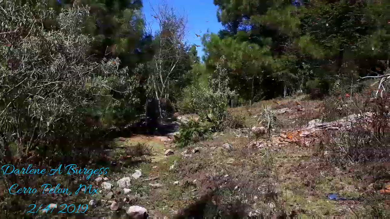 Cerro Pelon on the Michoacan side of the mountain 2/4/2019 - YouTube