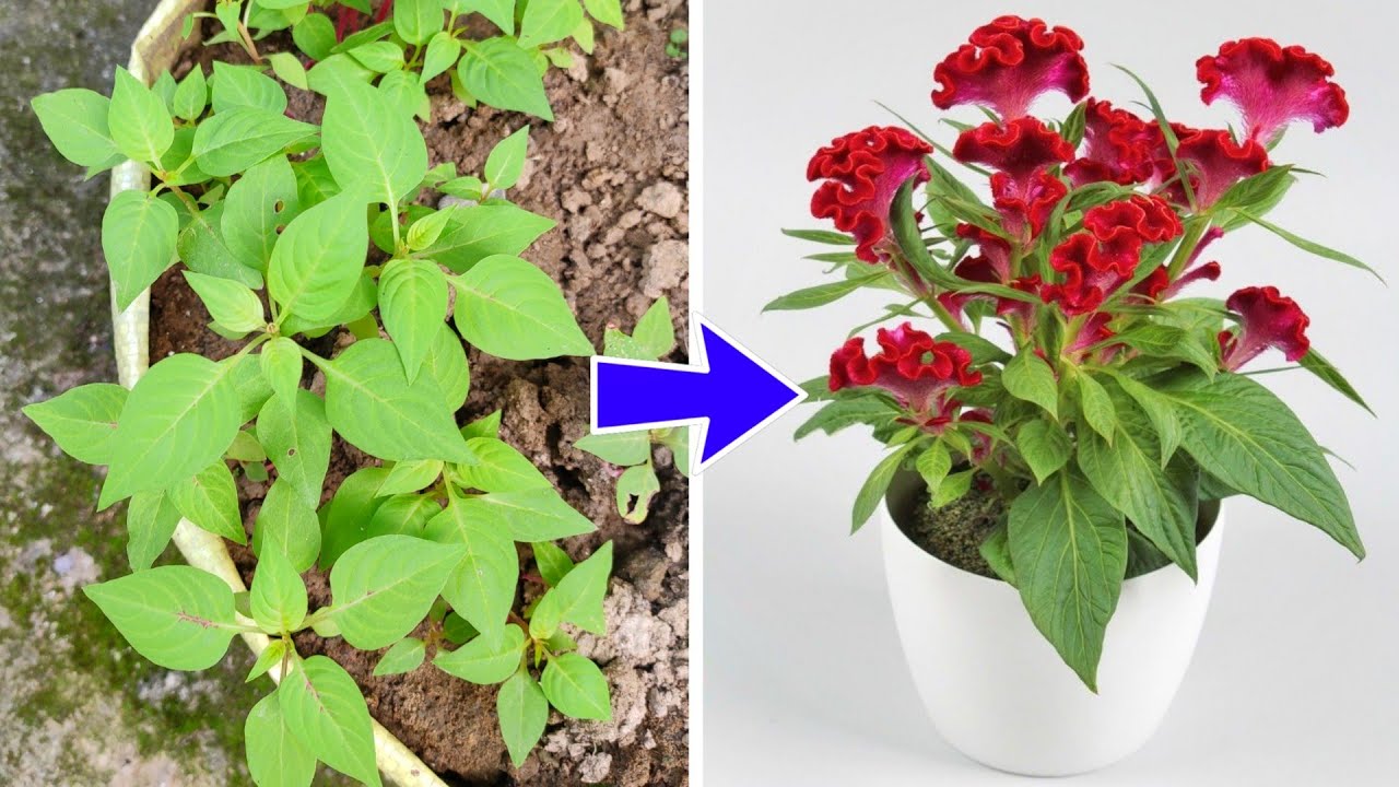 How To Grow Cockscomb Flower From Seed | Celosia Growing From Seed ...