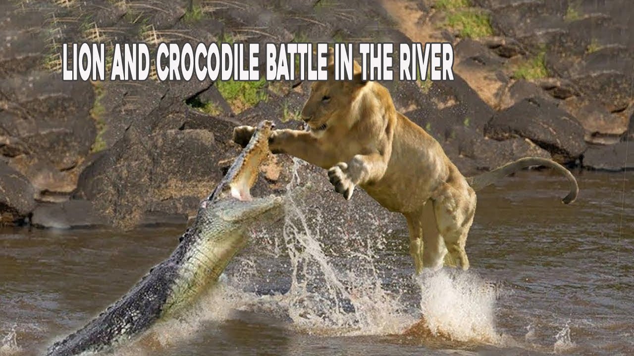 Lion s Most Vulnerable Moment Caught on Camera - YouTube