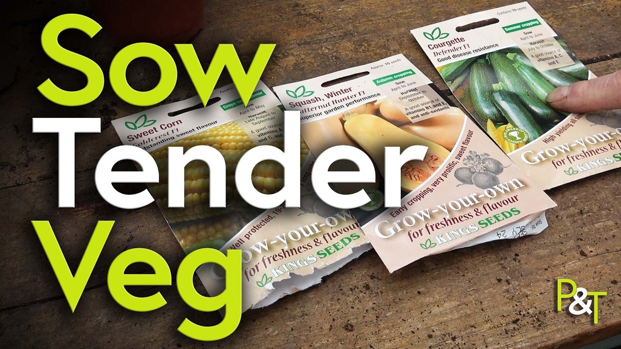How to Sow Tender Veg (Sweetcorn, Butternut Squash, Courgette) - Pots ...