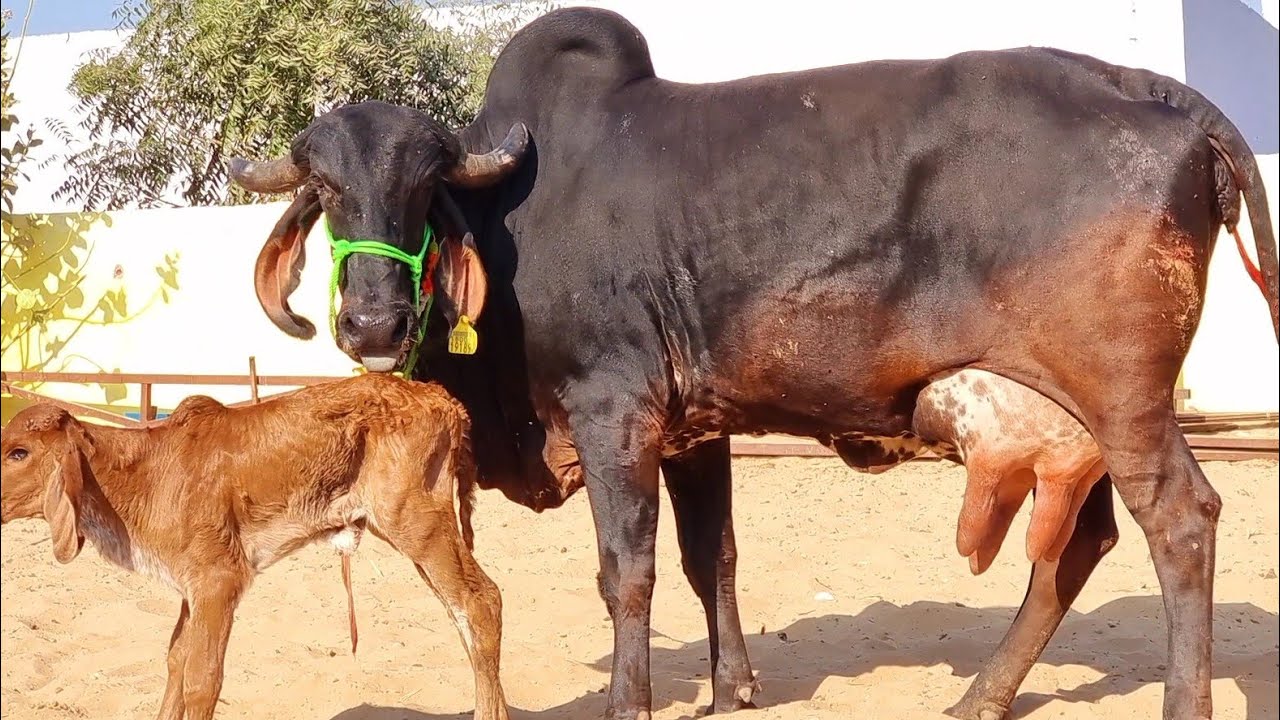 17 L kali kapila gir cow lactation femalecalf 9983954391 # ...