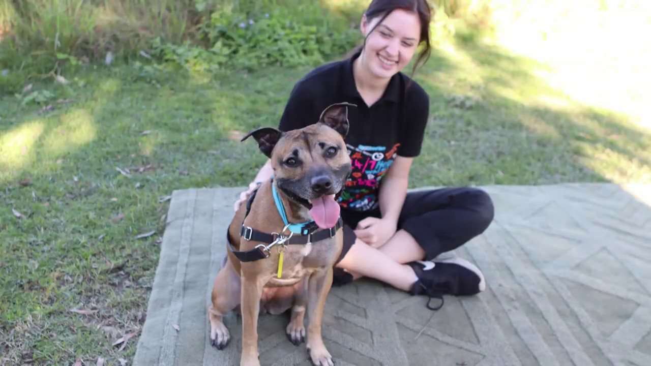 Adopt California from RSPCA Dakabin - YouTube