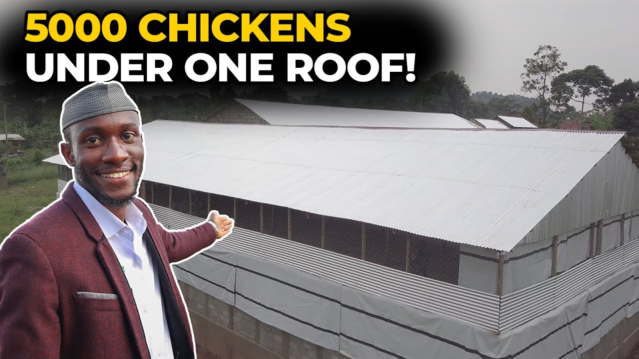 Revolutionizing Poultry Farming: Tour Our 5000-Chicken Facility! - YouTube