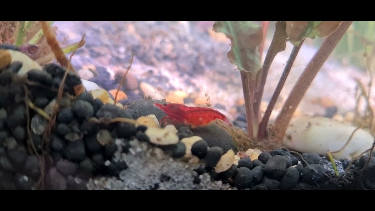 Cherry Shrimp fanning her eggs to keep oxygen flowing over them - YouTube