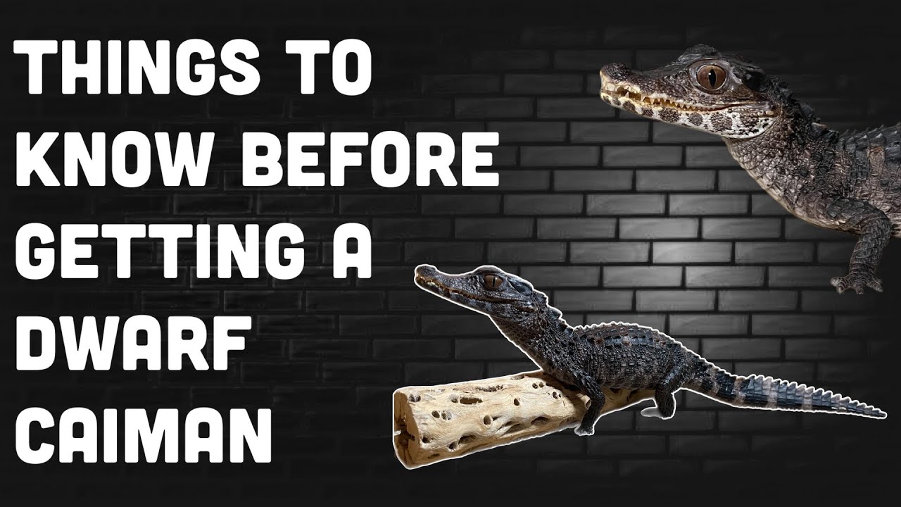 THINGS TO KNOW BEFORE GETTING A DWARF CAIMAN!!! - YouTube