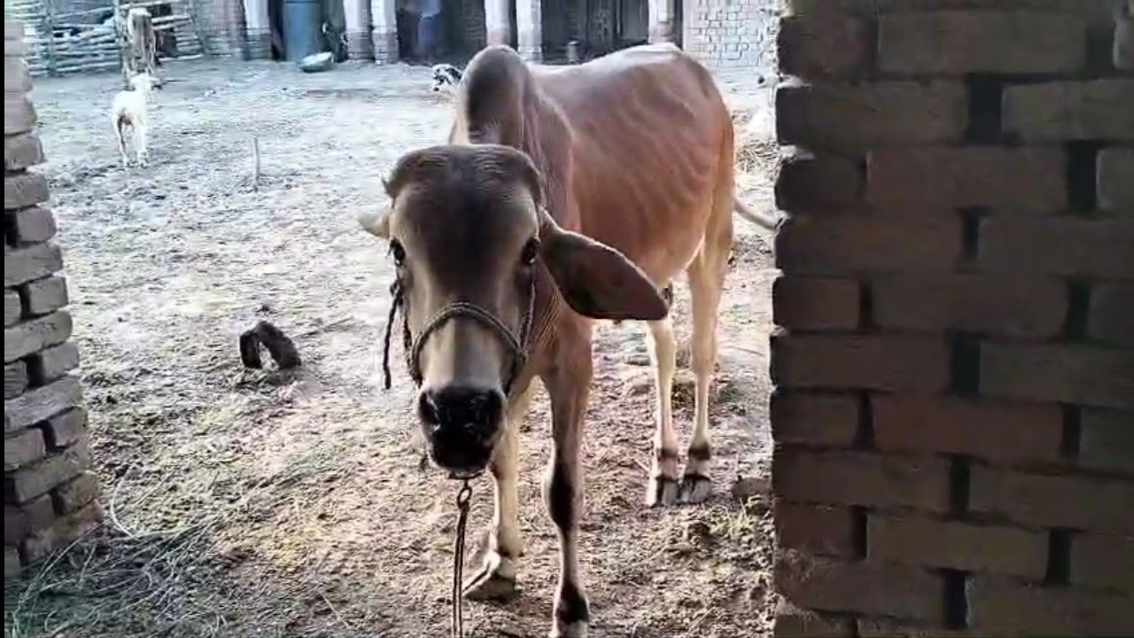 Brown Bull Crying he need Gross #animals #village - YouTube