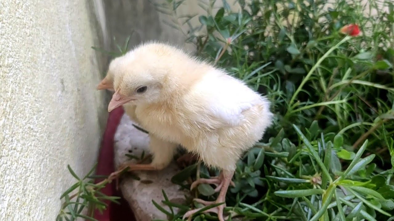 Cute chick chirping #chick - YouTube