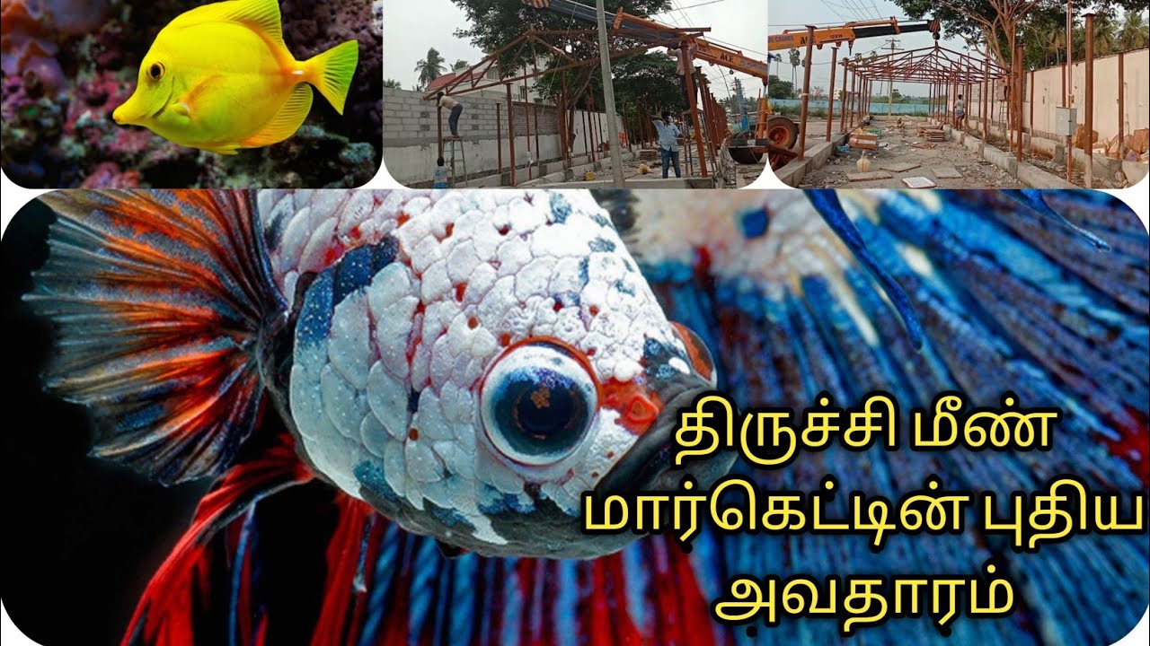 Trichy fish 🐠 market மீண் மார்கெட் - YouTube