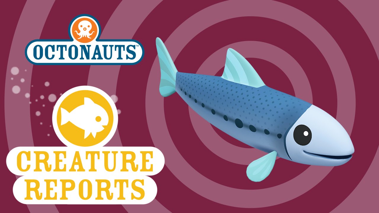 Octonauts: Creature Reports - Sardines - YouTube
