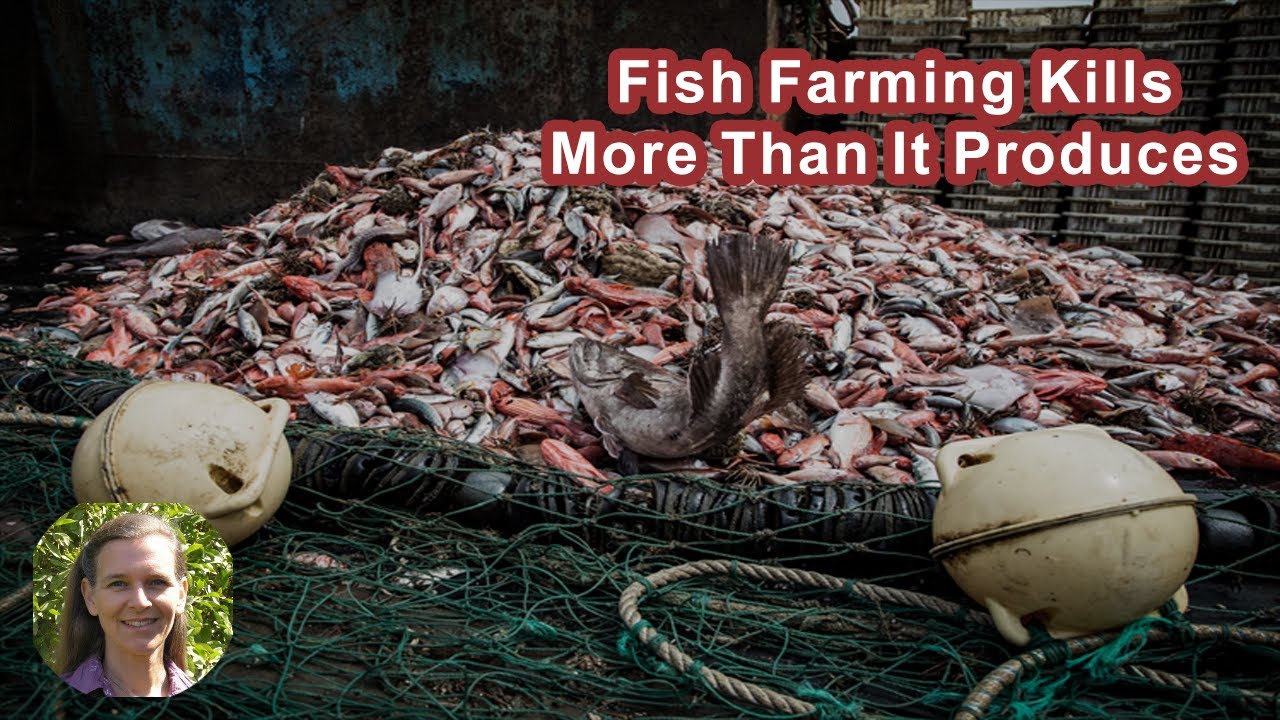 The Fish Farming Industry Kills More Fish Than It Produces - YouTube