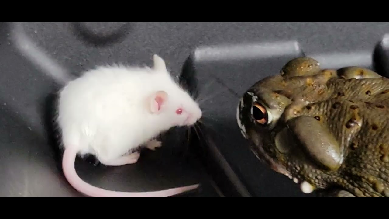 Bufo Alvarius | Sacred Toad |Live Feeding - YouTube