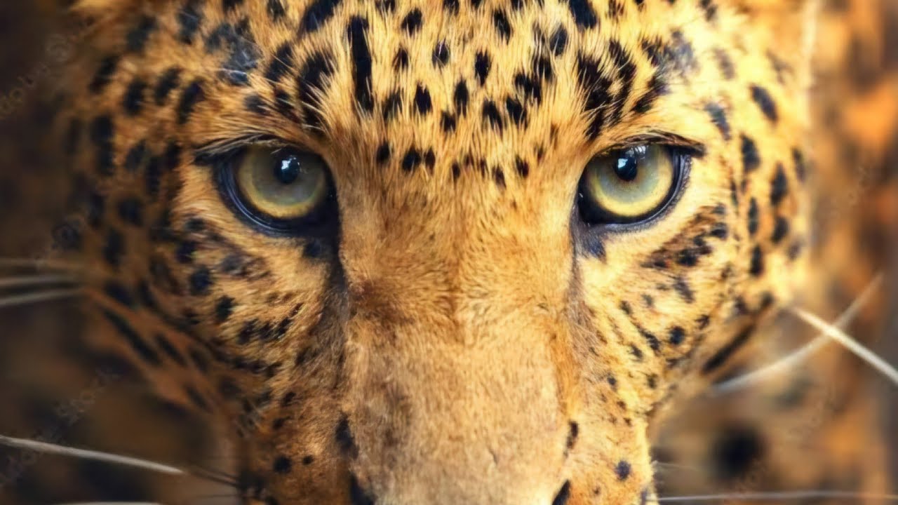 Leopard | Attack Dog | in Coorg #coorg | #kodagu |#leapord - YouTube