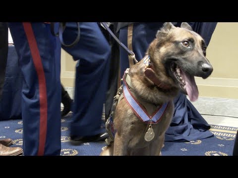 Full: Inaugural "Animals in War & Peace" Medal of Bravery Ceremony ...