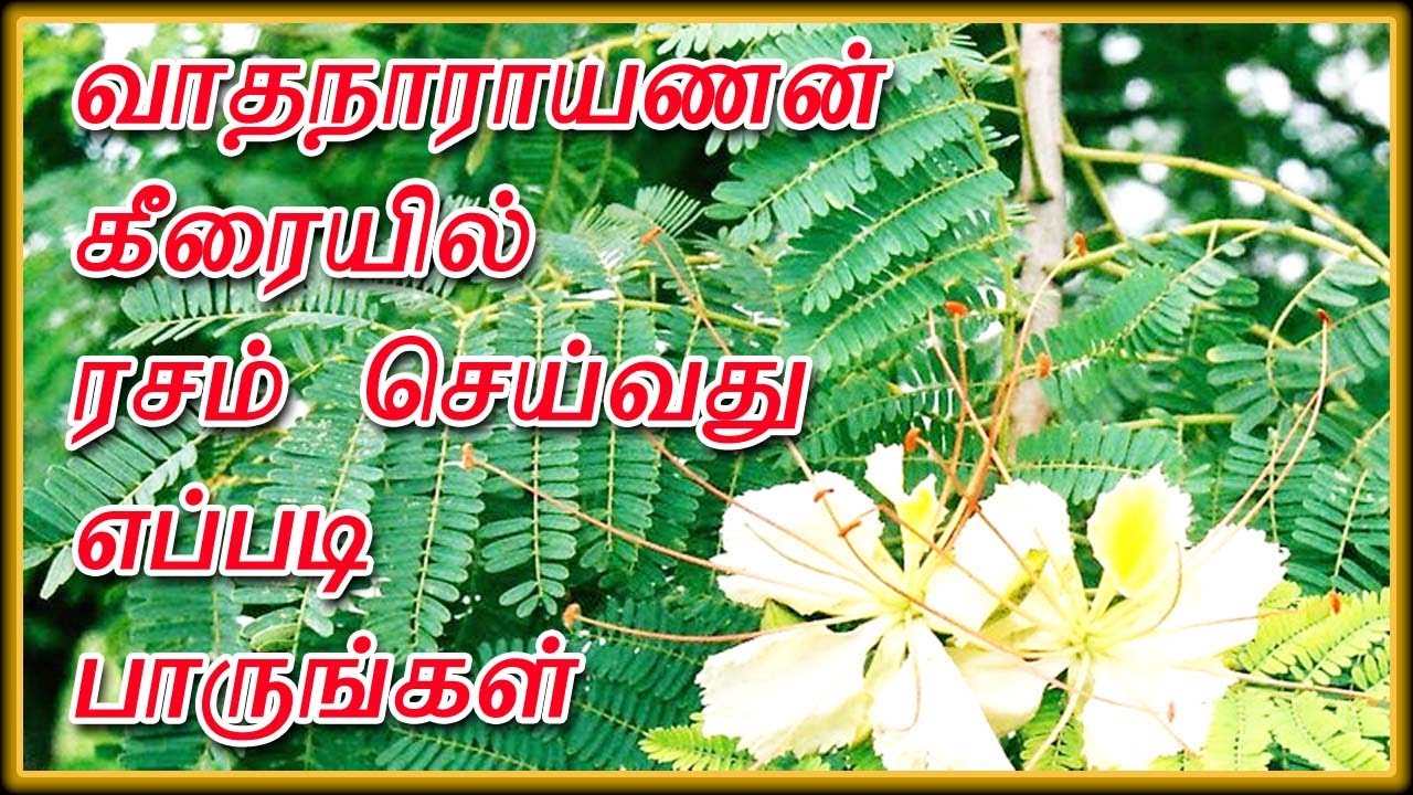 வாதநாராயணன் கீரையில் ரசம் செய்வது எப்படி பாருங்கள் தமிழில் ...