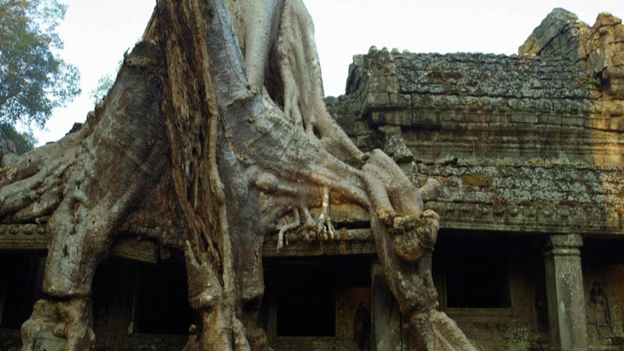 Alien Like Tree Takes Hold of Ancient Cambodian Temple - YouTube