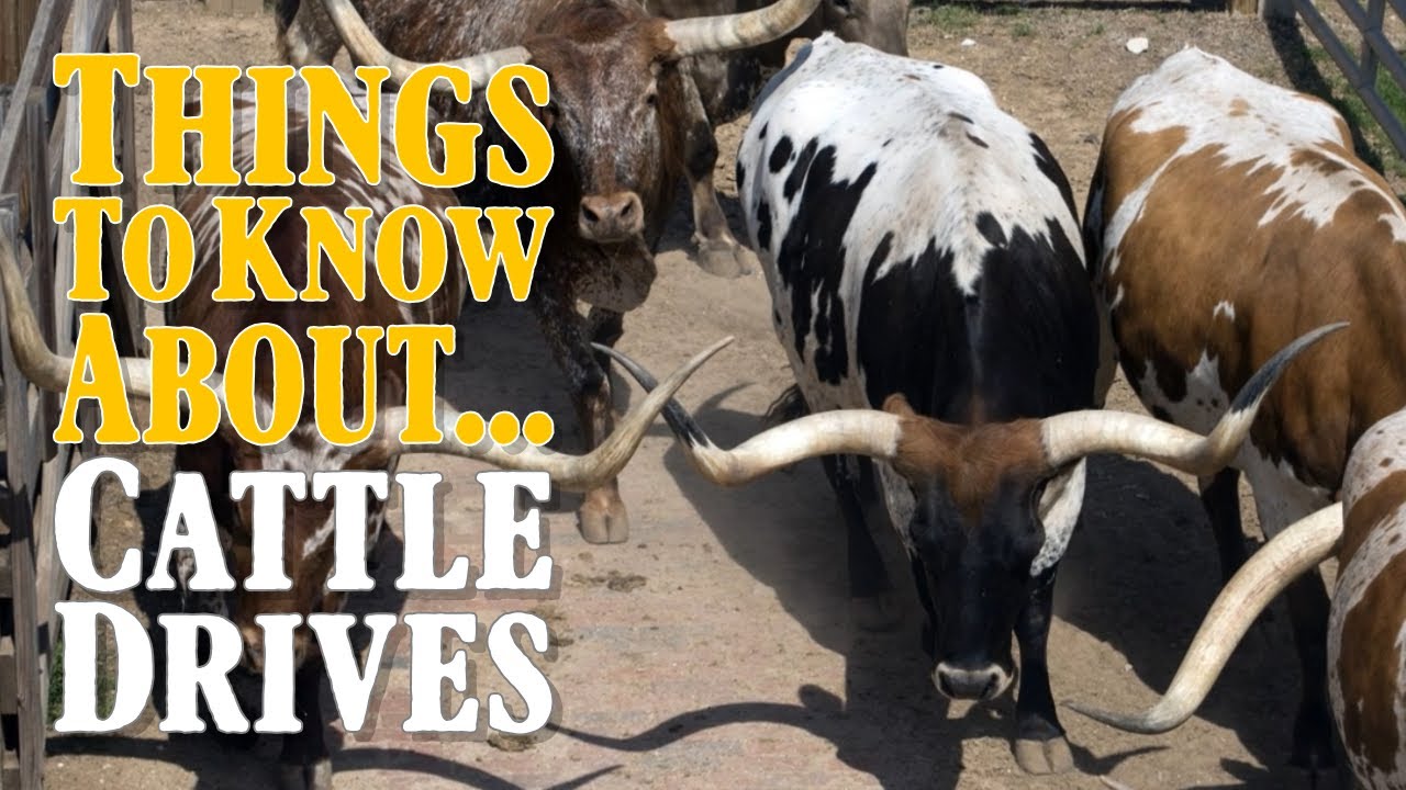Things To Know About... Cattle Drives - YouTube