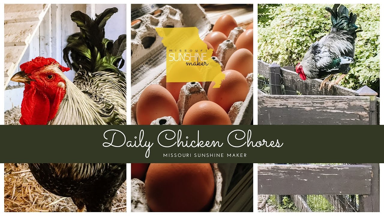 Daily Chicken Chores - YouTube